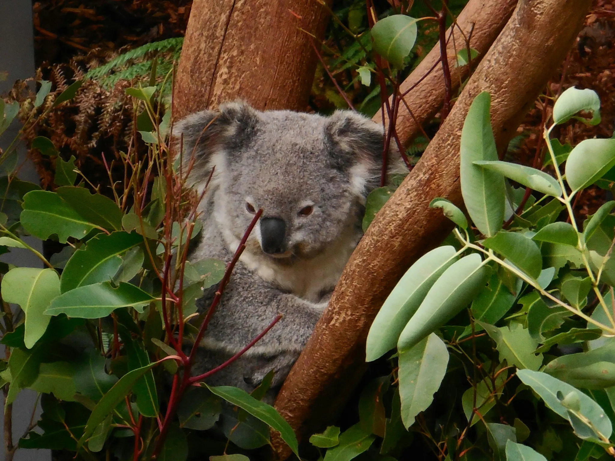 Pat a Koala at Urimbirra | Victor Harbor
